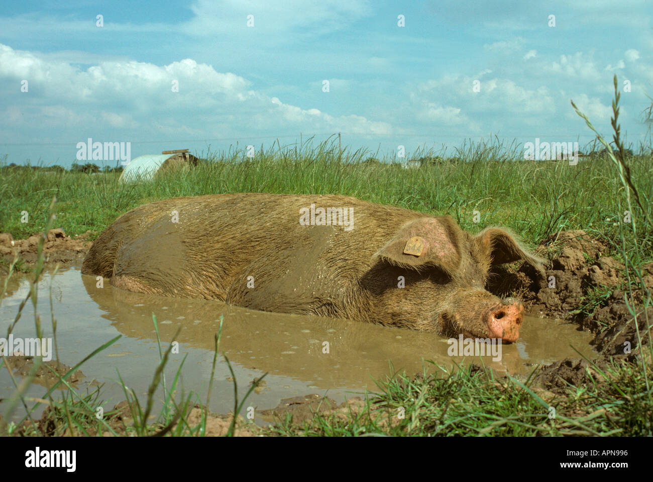 Pig Cooling Off in Mud Wallow Summer Stock Photo - Alamy