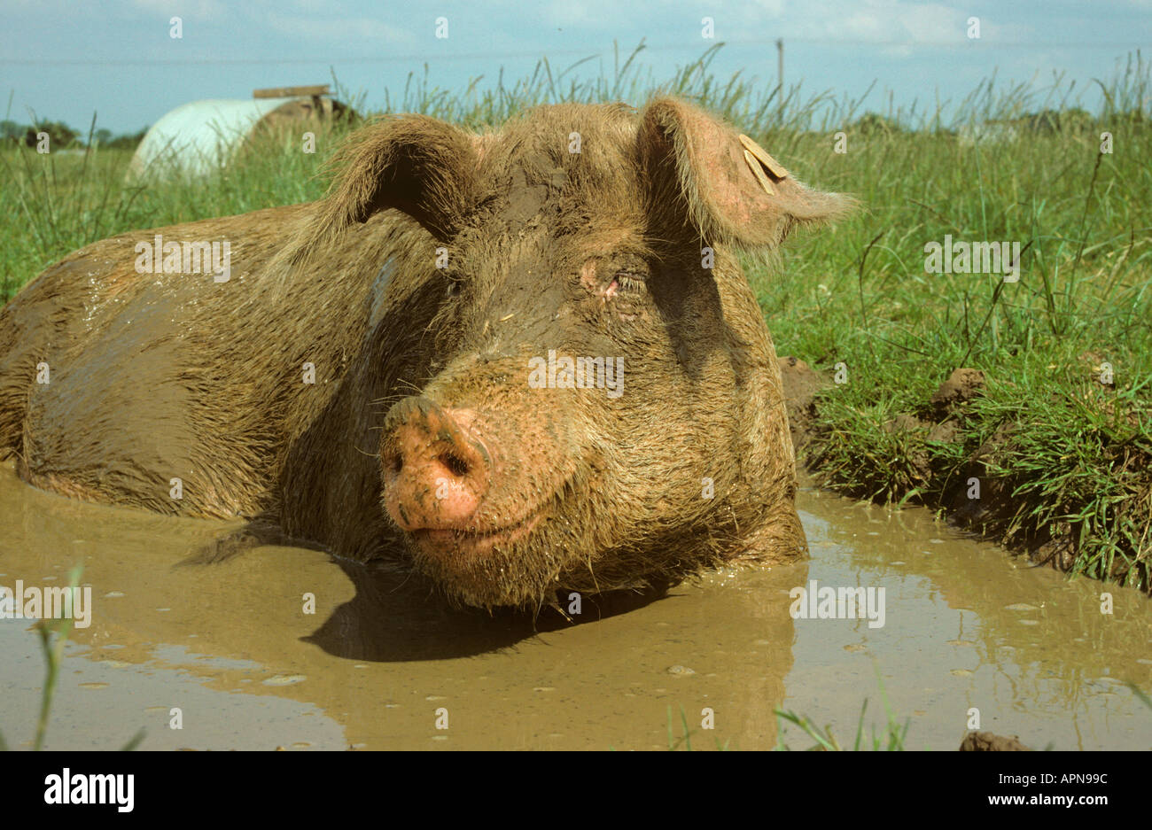 Pig Cooling Off in Mud Wallow Summer Stock Photo - Alamy