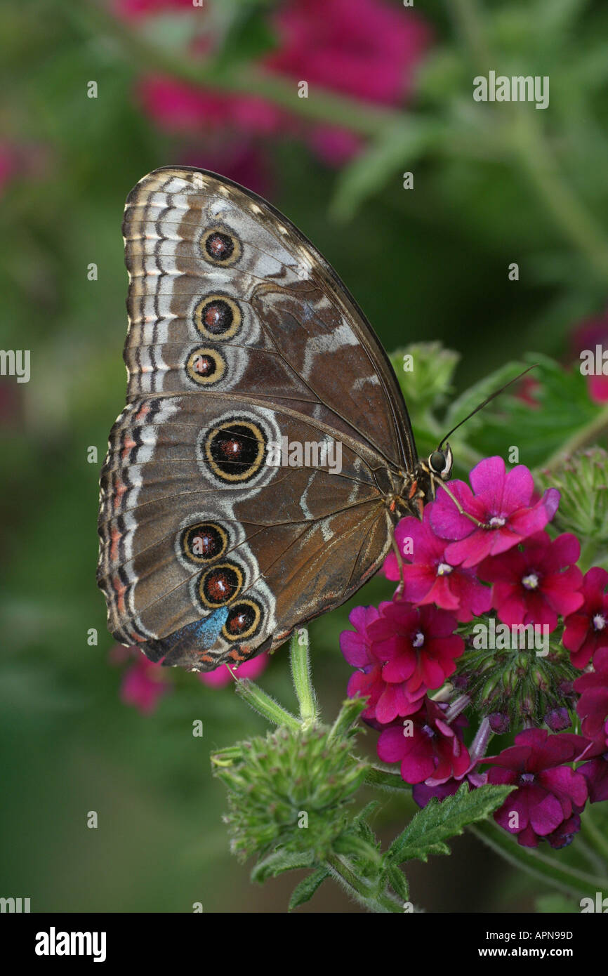Common Morpho 2 Stock Photo - Alamy