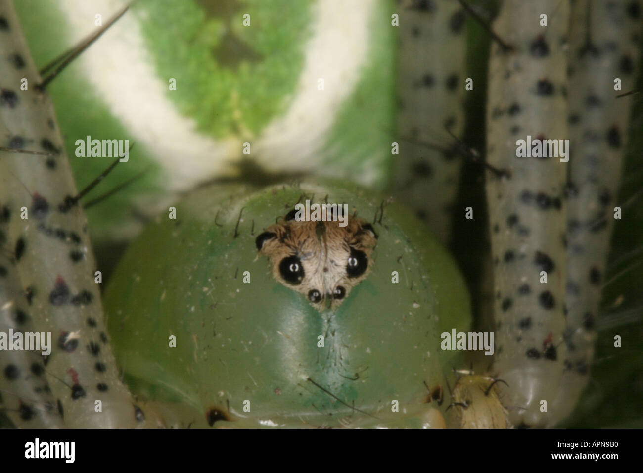 Spider oxyopidae green lynx hi-res stock photography and images - Alamy