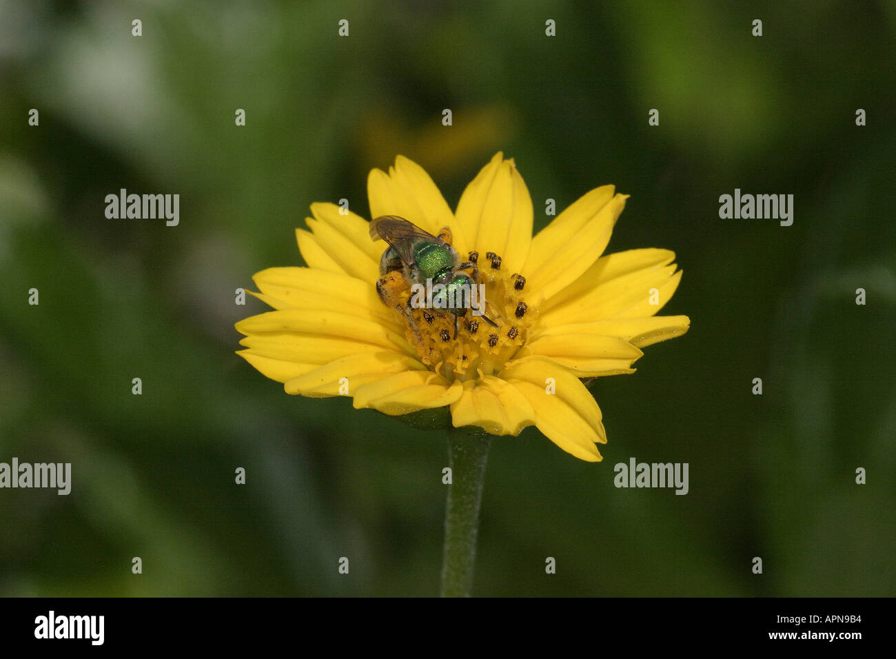 green metallic bee Stock Photo - Alamy