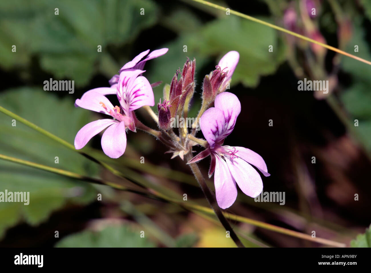 Seaside Stork's Bill/Geranium- Pelargonium capitatum-Family Geraniaceae ...