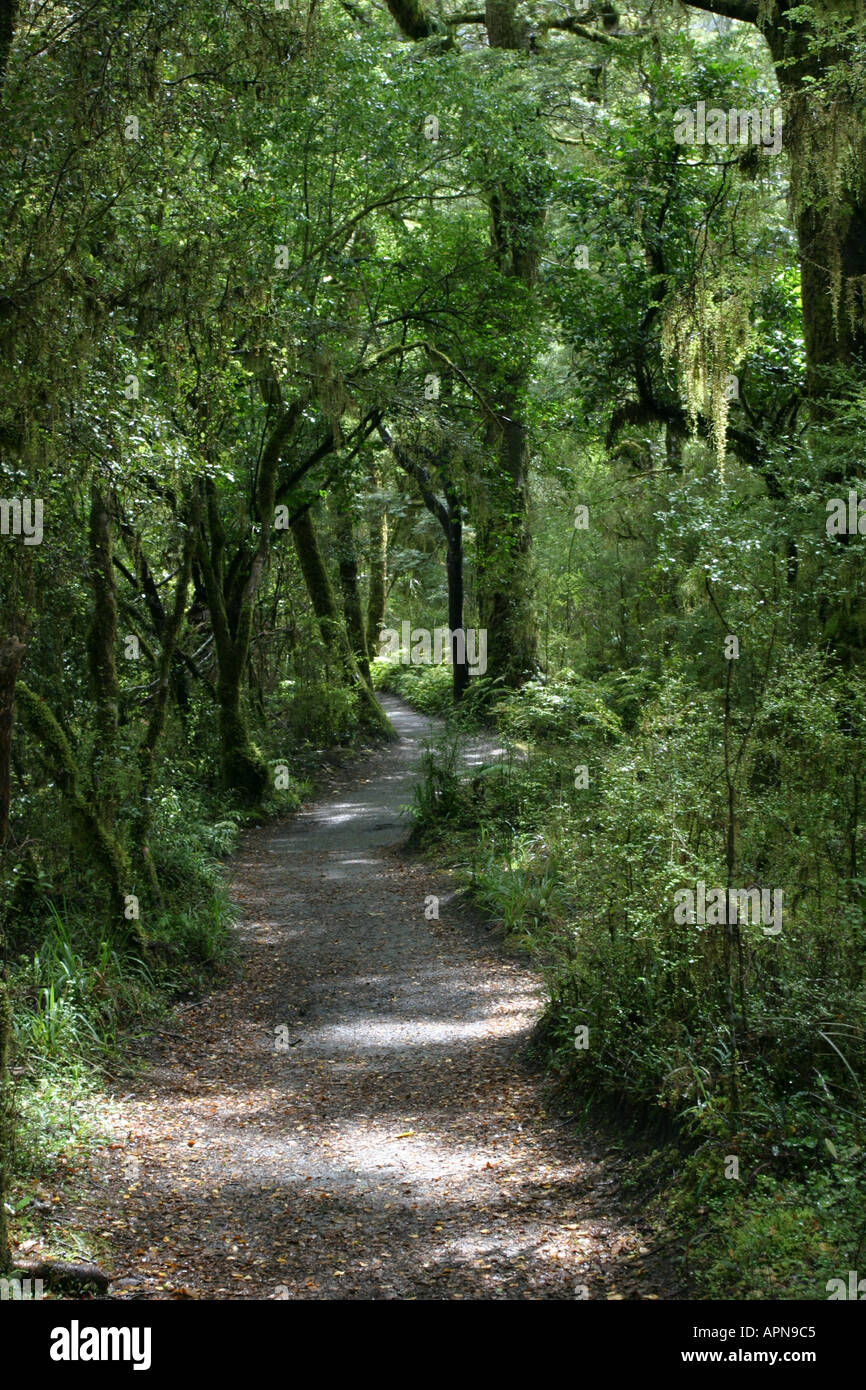 Milford Track Great Walk High Resolution Stock Photography and Images ...