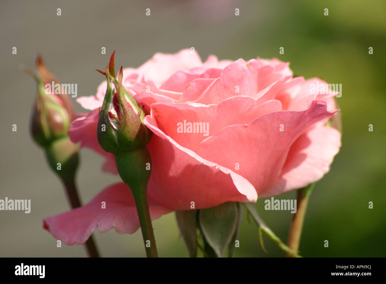 Symmetrical stems hi-res stock photography and images - Alamy
