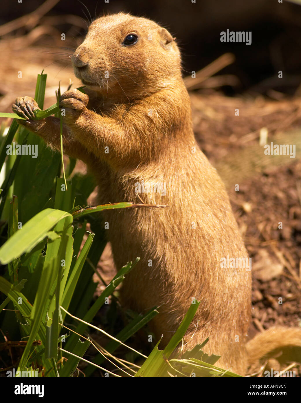Prarie Dog eating Stock Photo - Alamy
