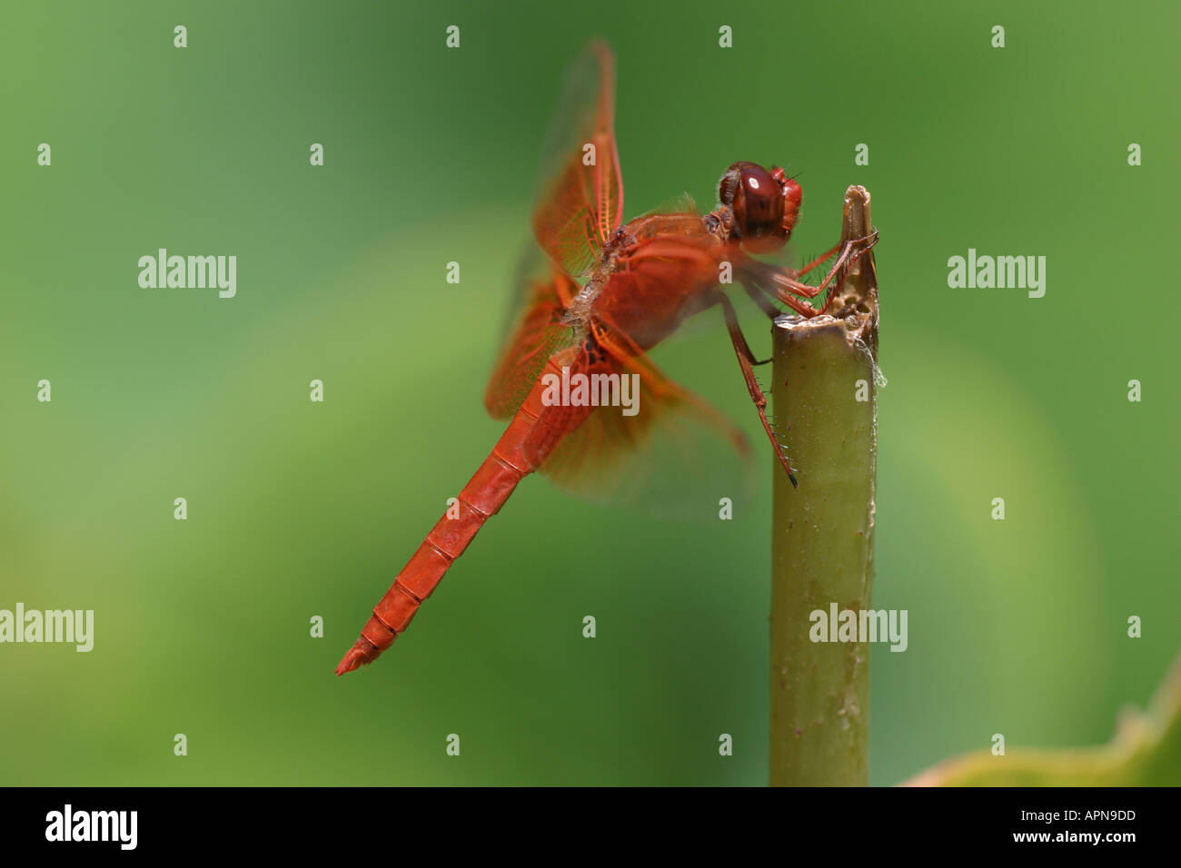 Dragonfly 2 hi-res stock photography and images - Alamy