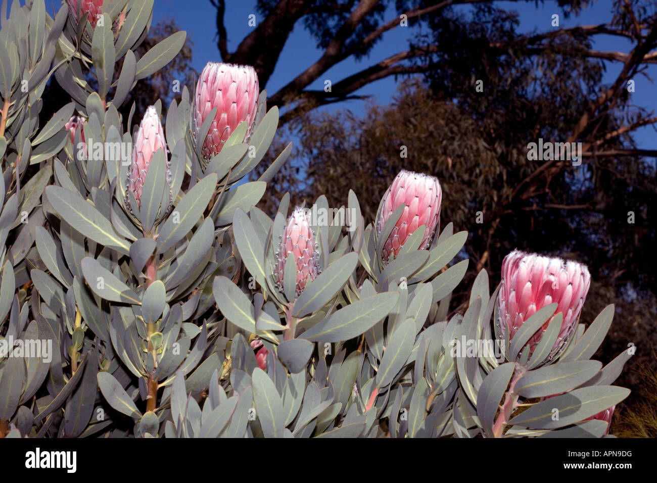 Protea Flowers - Protea magnifolia x nerifolia -Family Proteaceae Stock ...