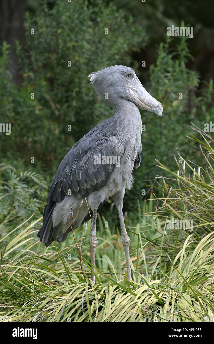 Shoebill bird hi-res stock photography and images - Alamy