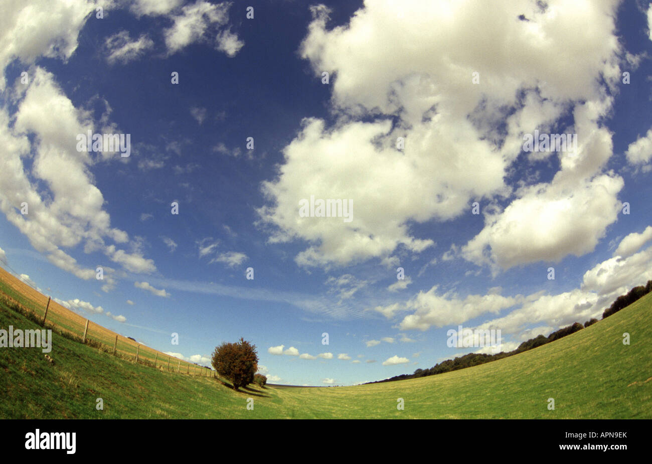 fish eye perspective of grass tree and vast sky Stock Photo - Alamy