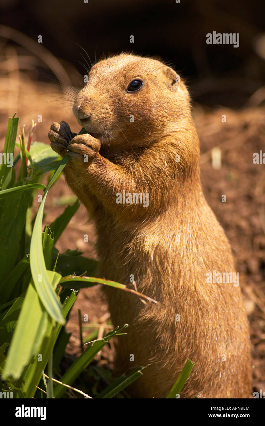 Prarie Dog eating Stock Photo - Alamy