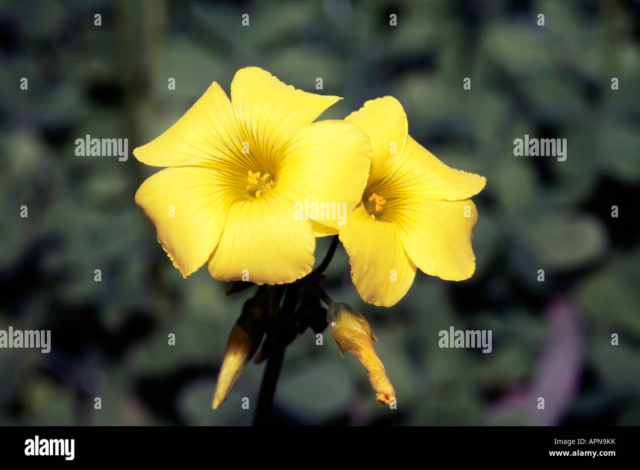 Yellow Wood Sorrel- Oxalis corniculata-Family Oxalidaceae Stock Photo ...