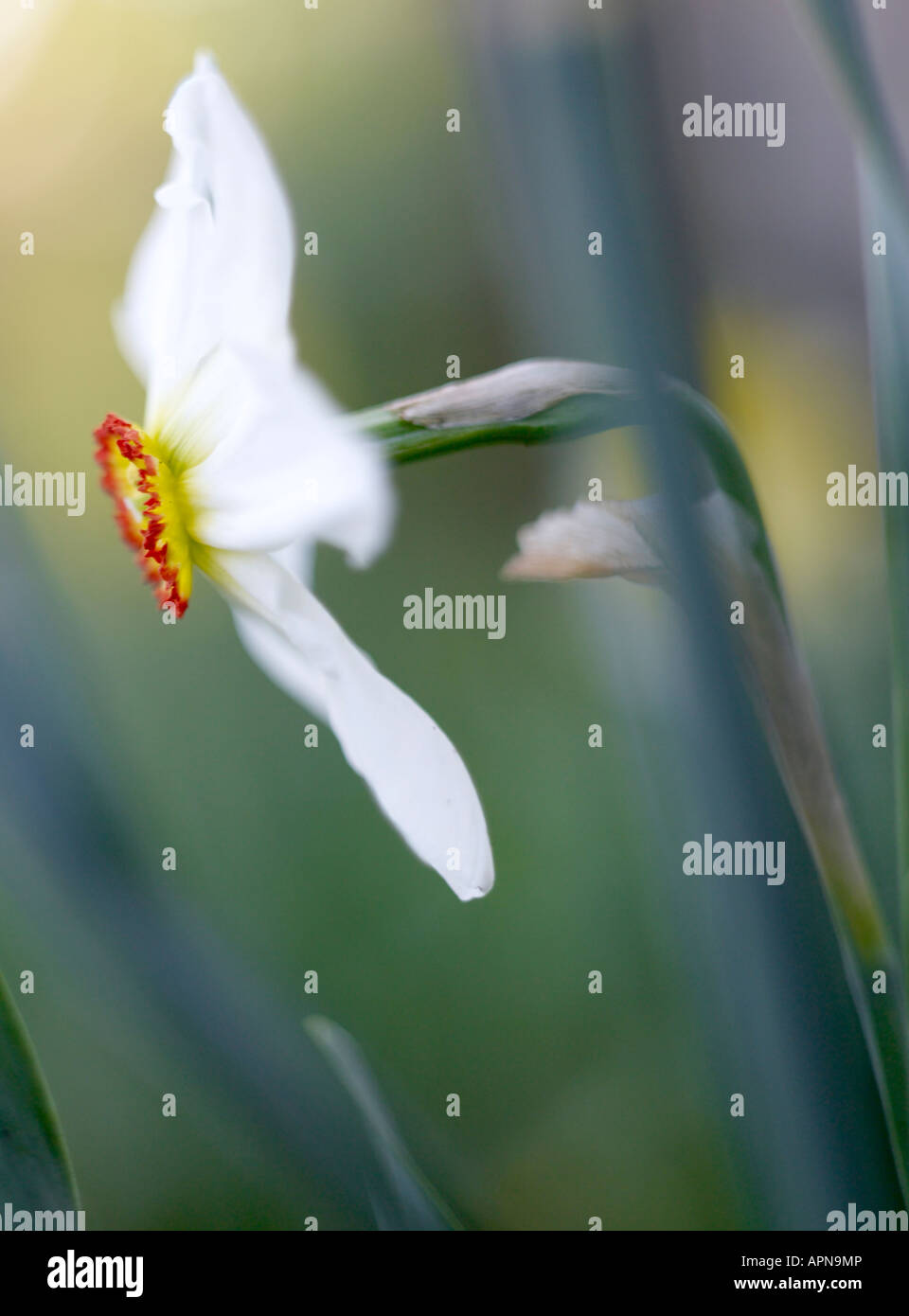 Close up concept conceptual metaphor metaphorical symbolic symbol bloom ...