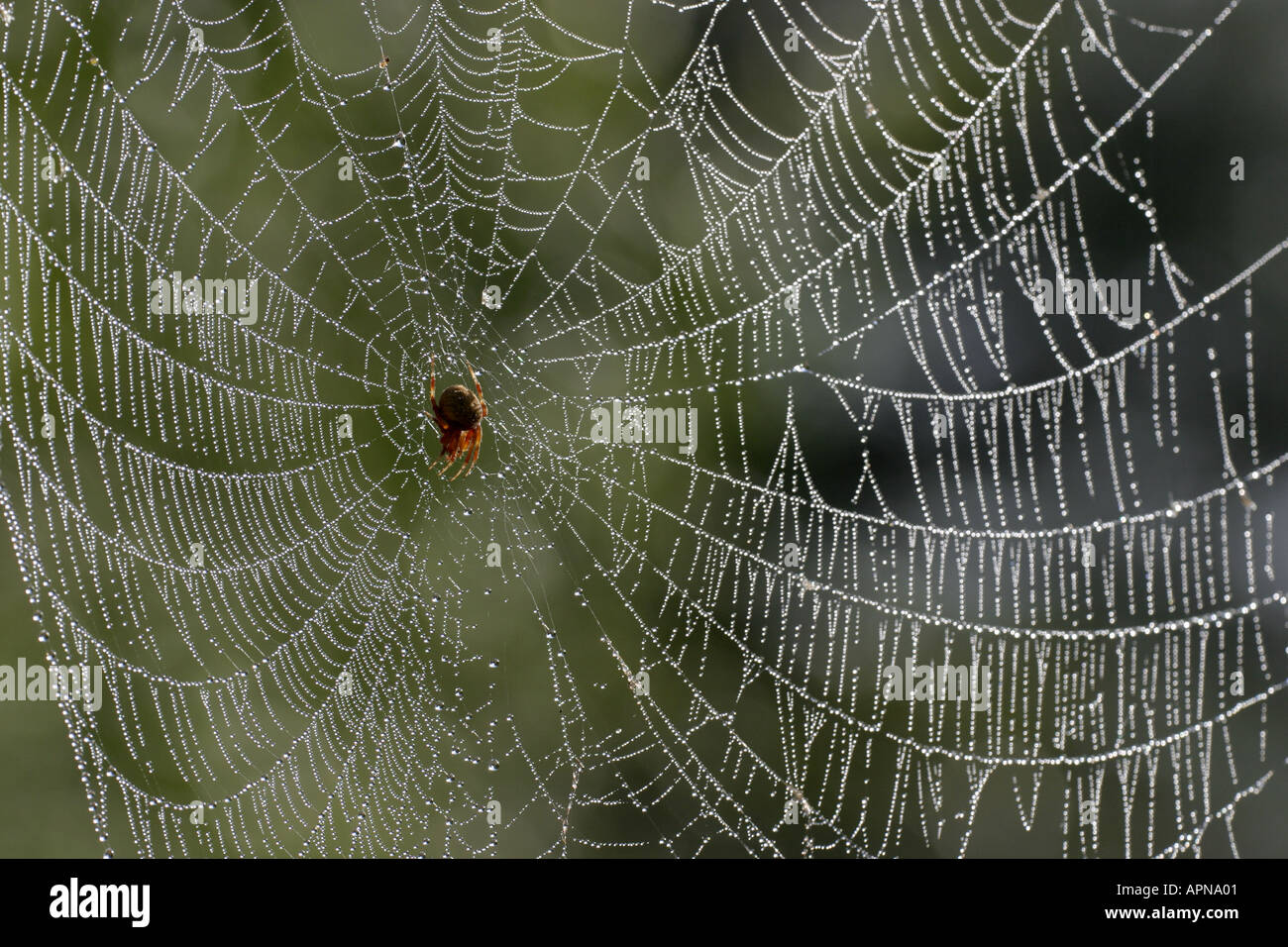 spider on dewy web 2 Stock Photo - Alamy