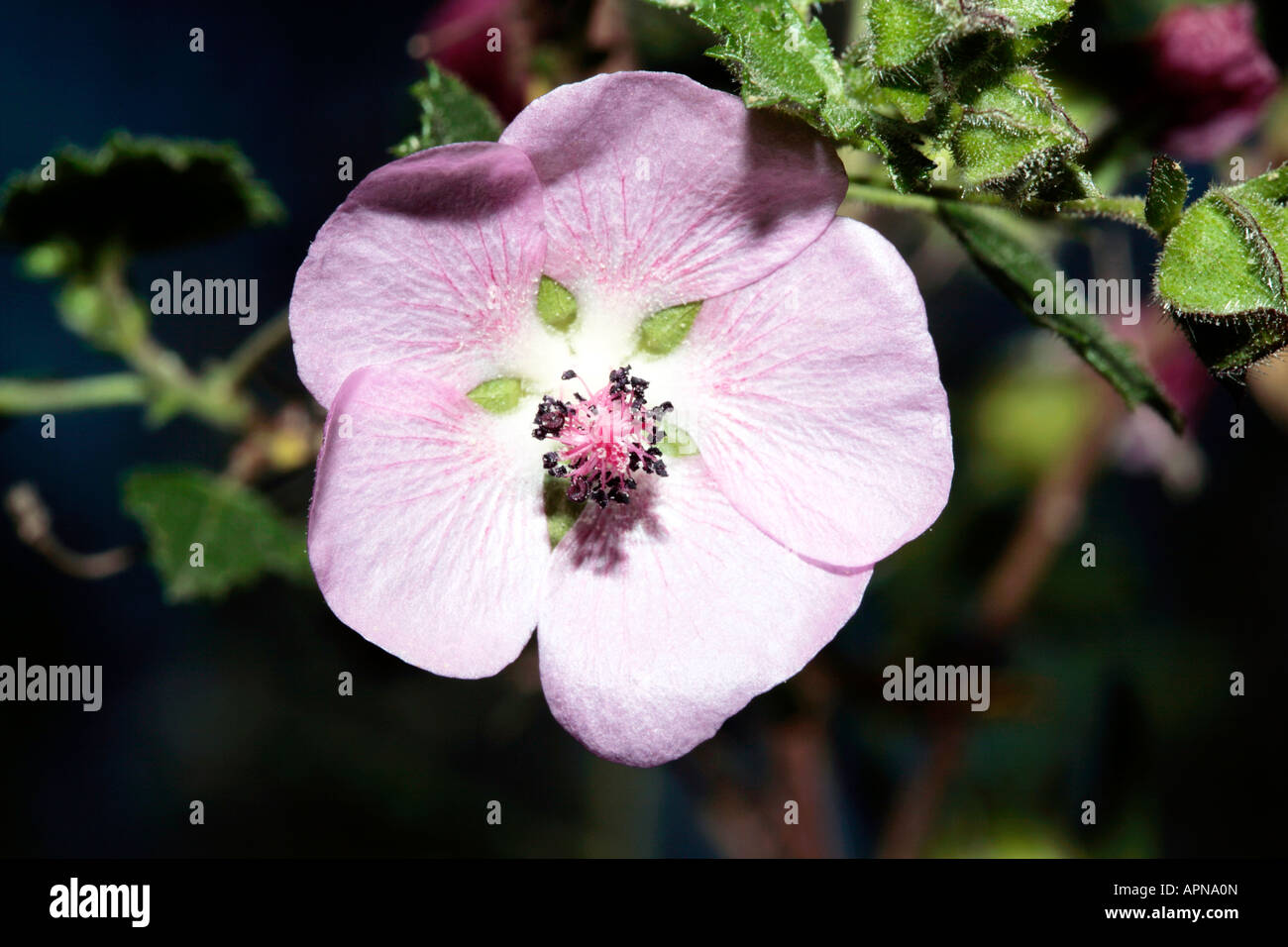 African, Cape , Hairy or False Mallow/ Dwarf Hibiscus/Sandrose ...