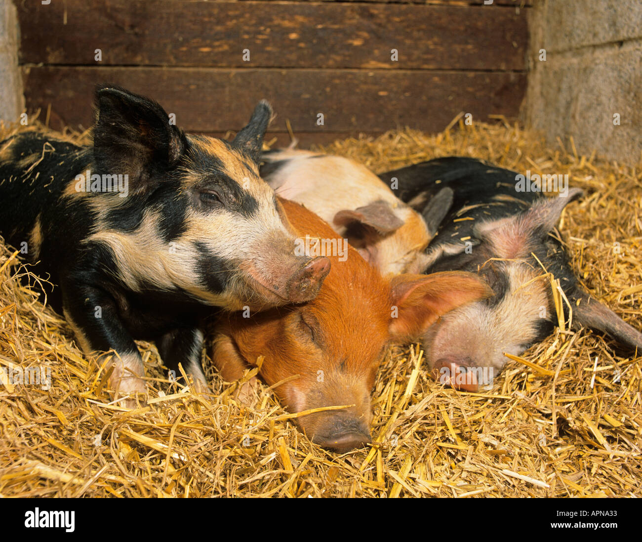 Mixed breed pigs hi-res stock photography and images - Alamy