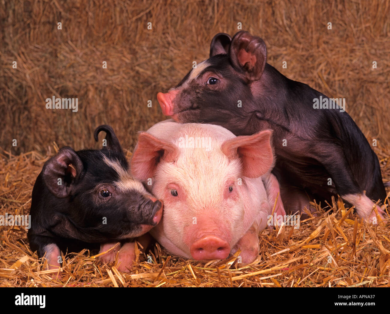 Old Berkshire and Large White Piglets Stock Photo - Alamy
