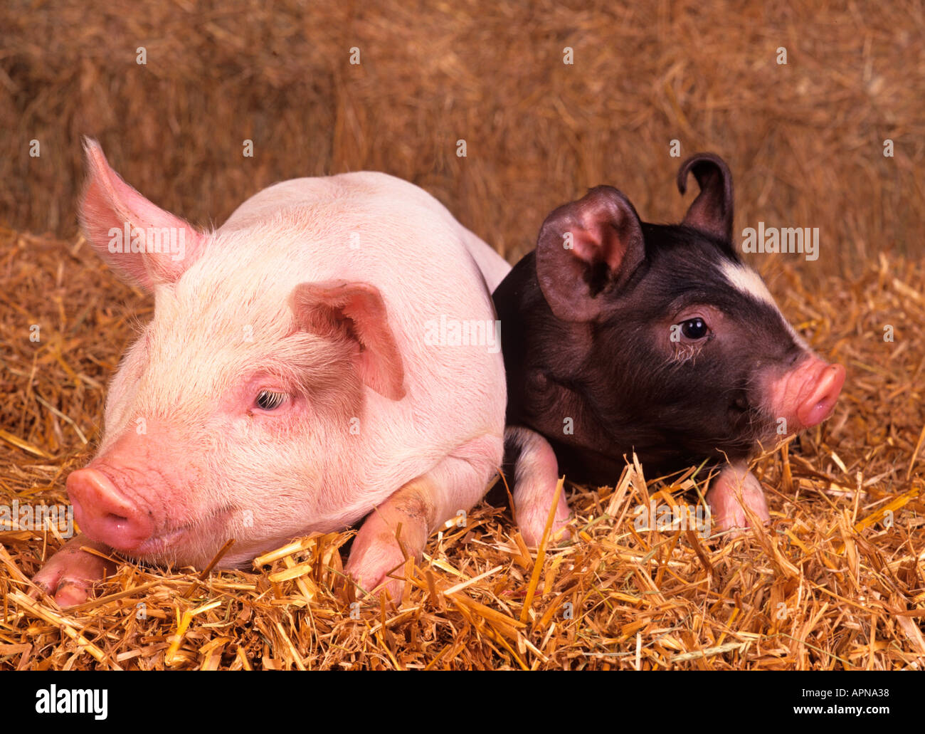 Old Berkshire and Large White Piglets Stock Photo - Alamy