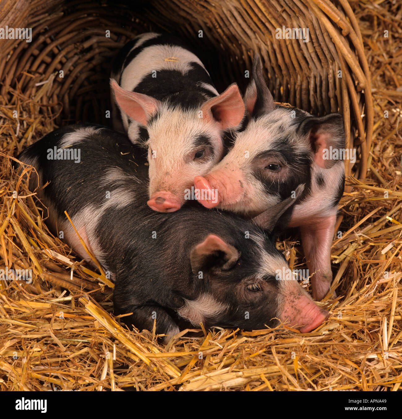 Old Berkshire Piglets a Small Litter Stock Photo - Alamy