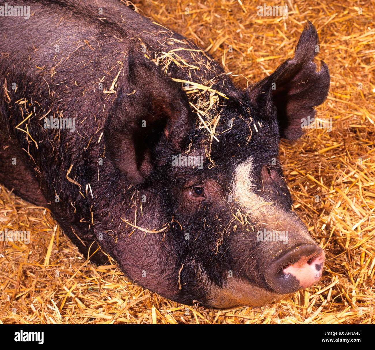 Old Berkshire Sow Portrait Stock Photo - Alamy