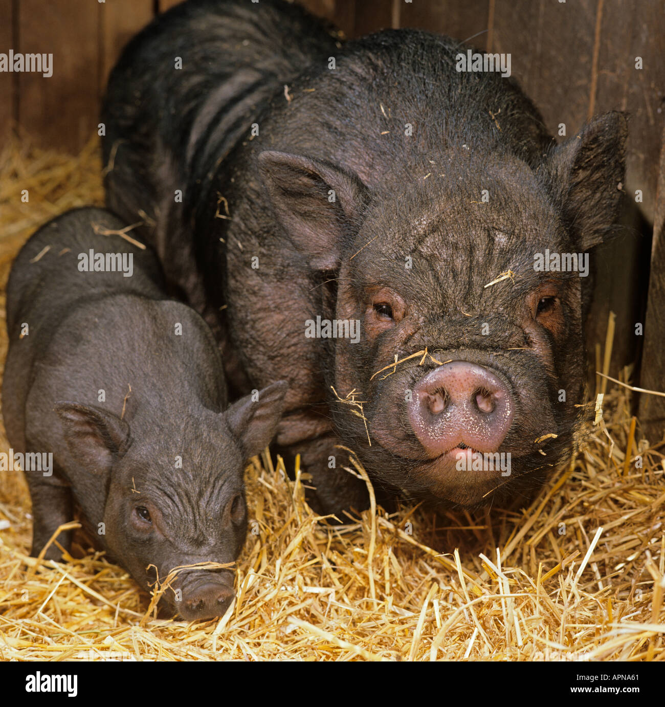 Vietnamese Pot Bellied Sow Piglet Stock Photo - Alamy