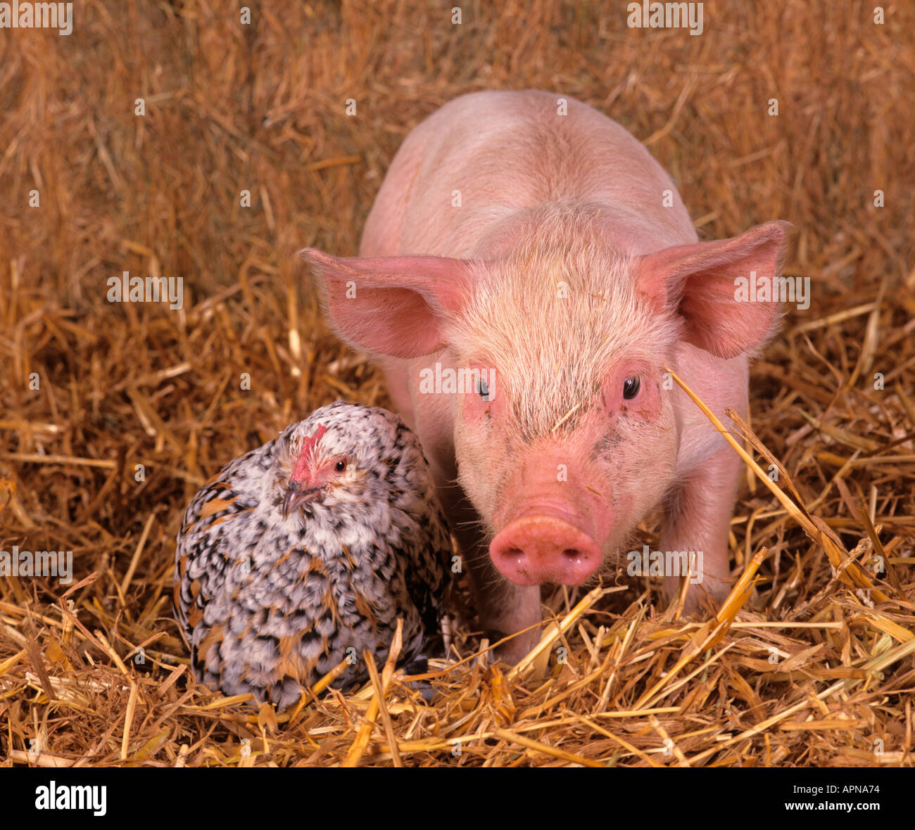 Pig friends hi-res stock photography and images - Alamy