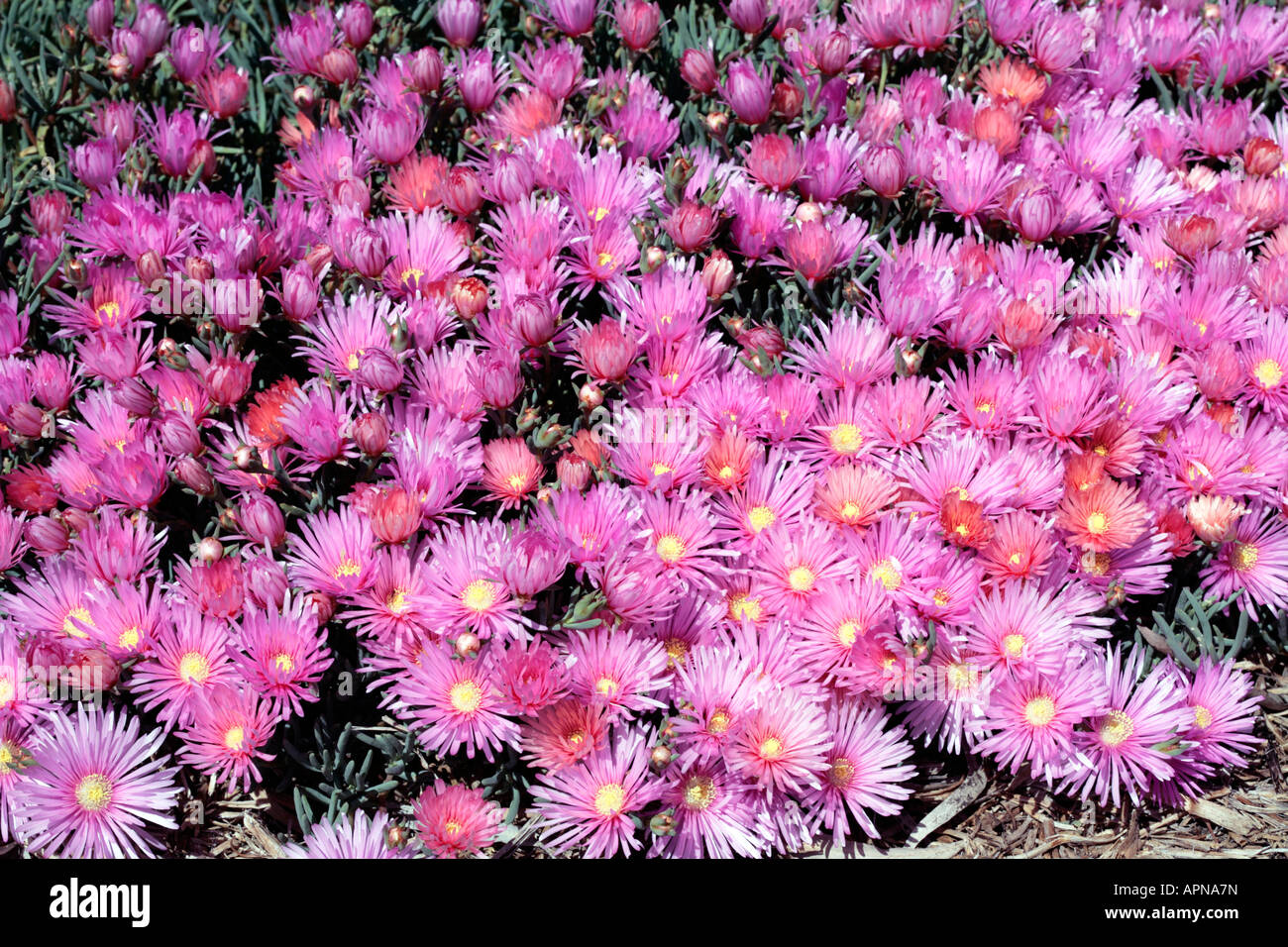 Lampranthus plant hi-res stock photography and images - Alamy