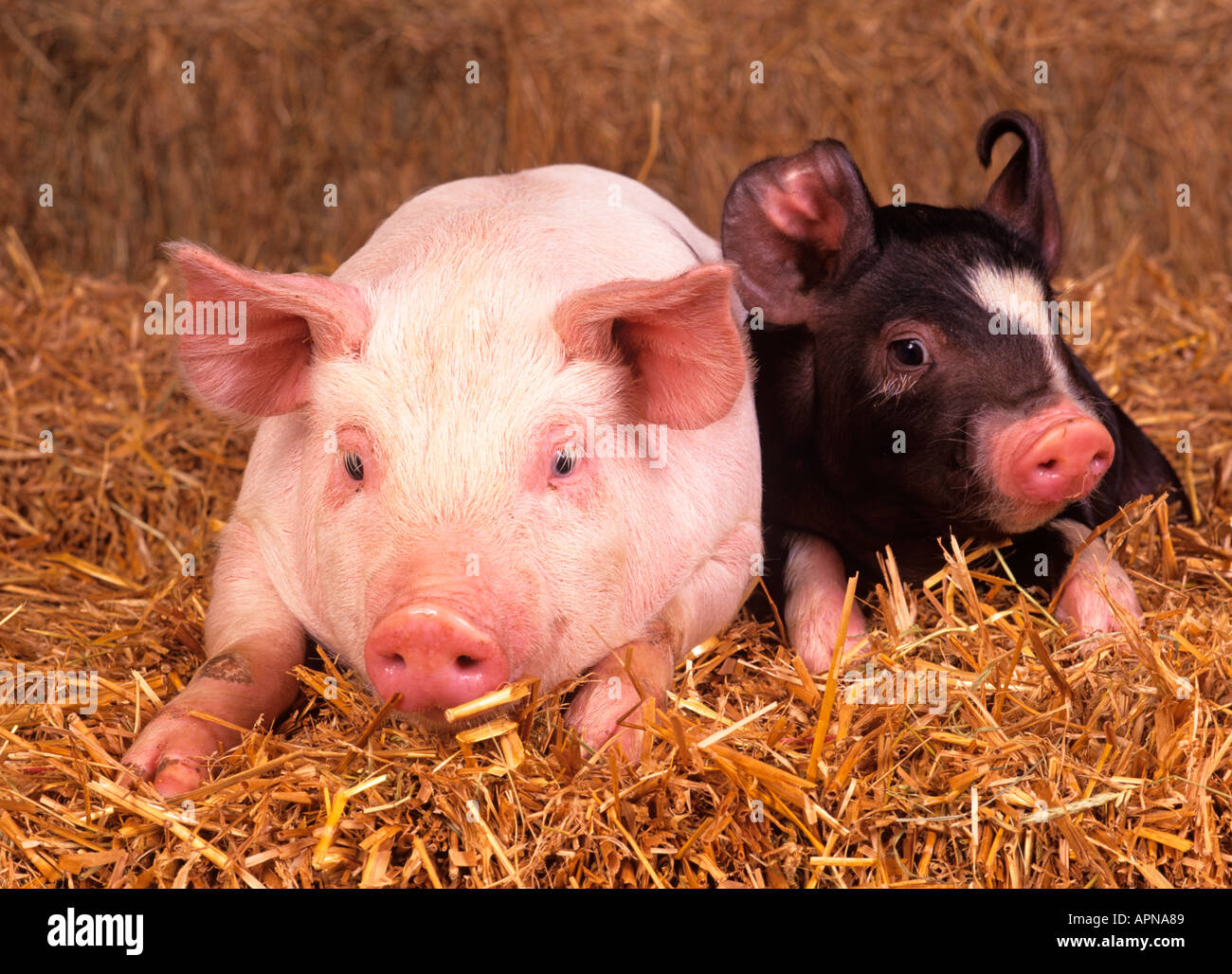 Berkshire and Large White Piglets Stock Photo - Alamy