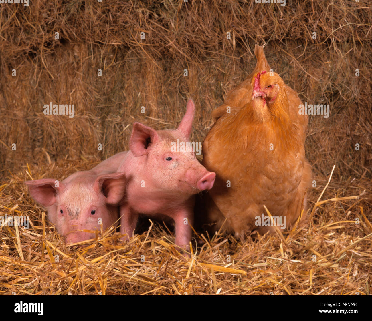 Farm animals chicken pig hi-res stock photography and images - Alamy