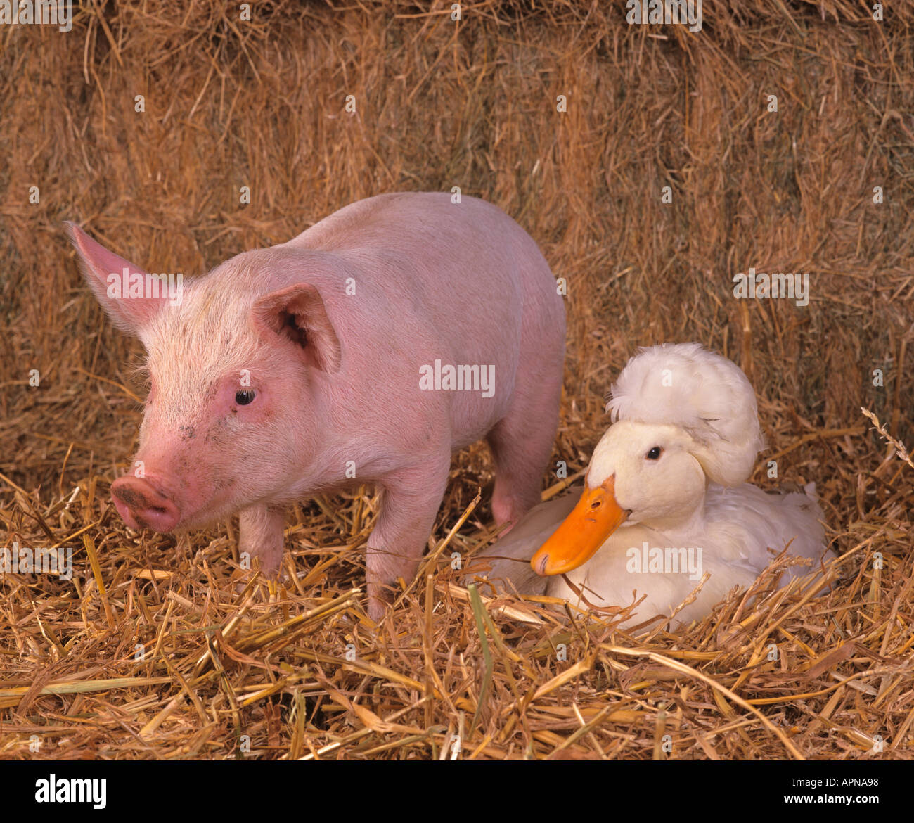 Large White Piglet and Crested Duck Stock Photo - Alamy