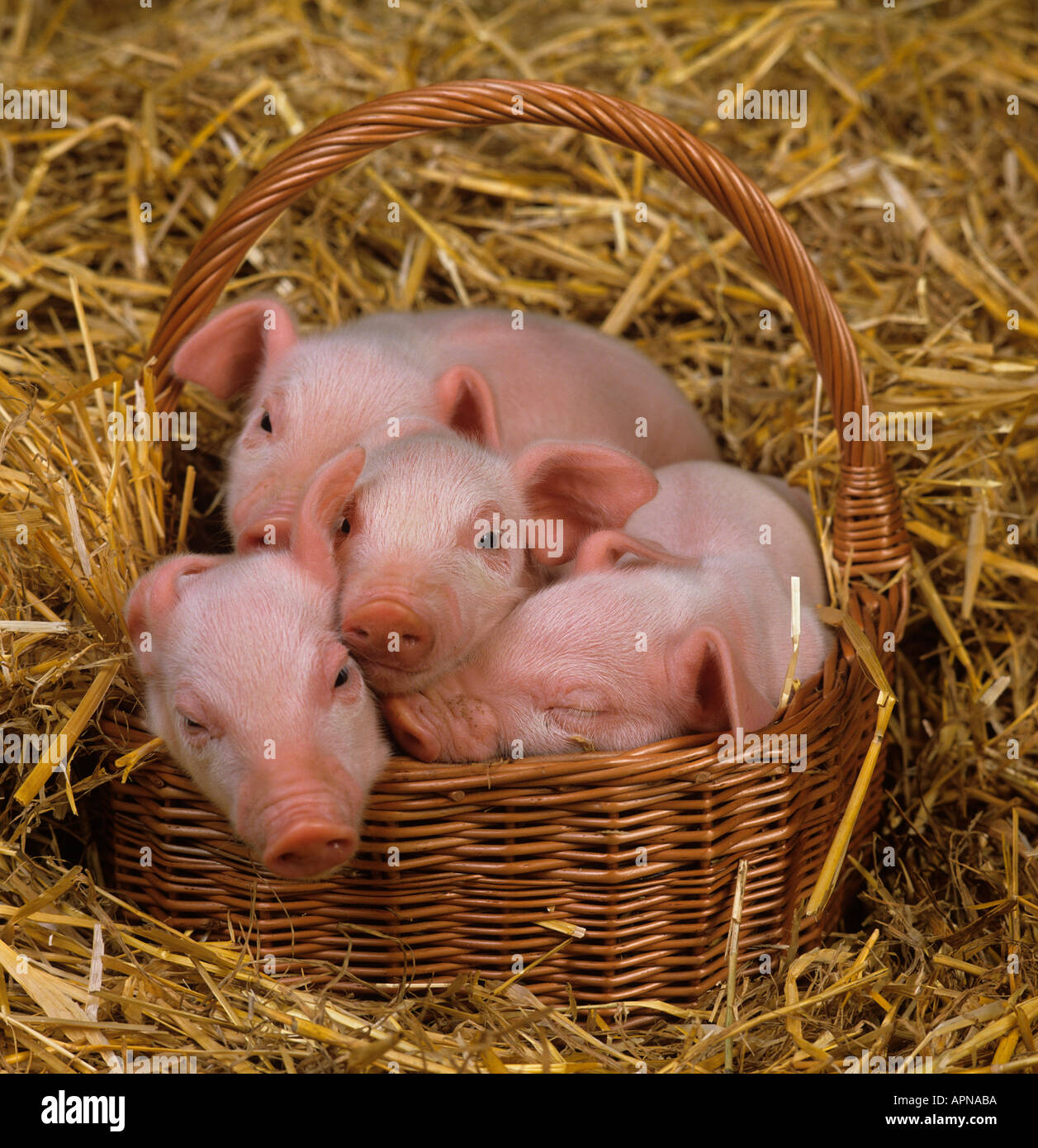 Large White Piglets in Basket Stock Photo - Alamy