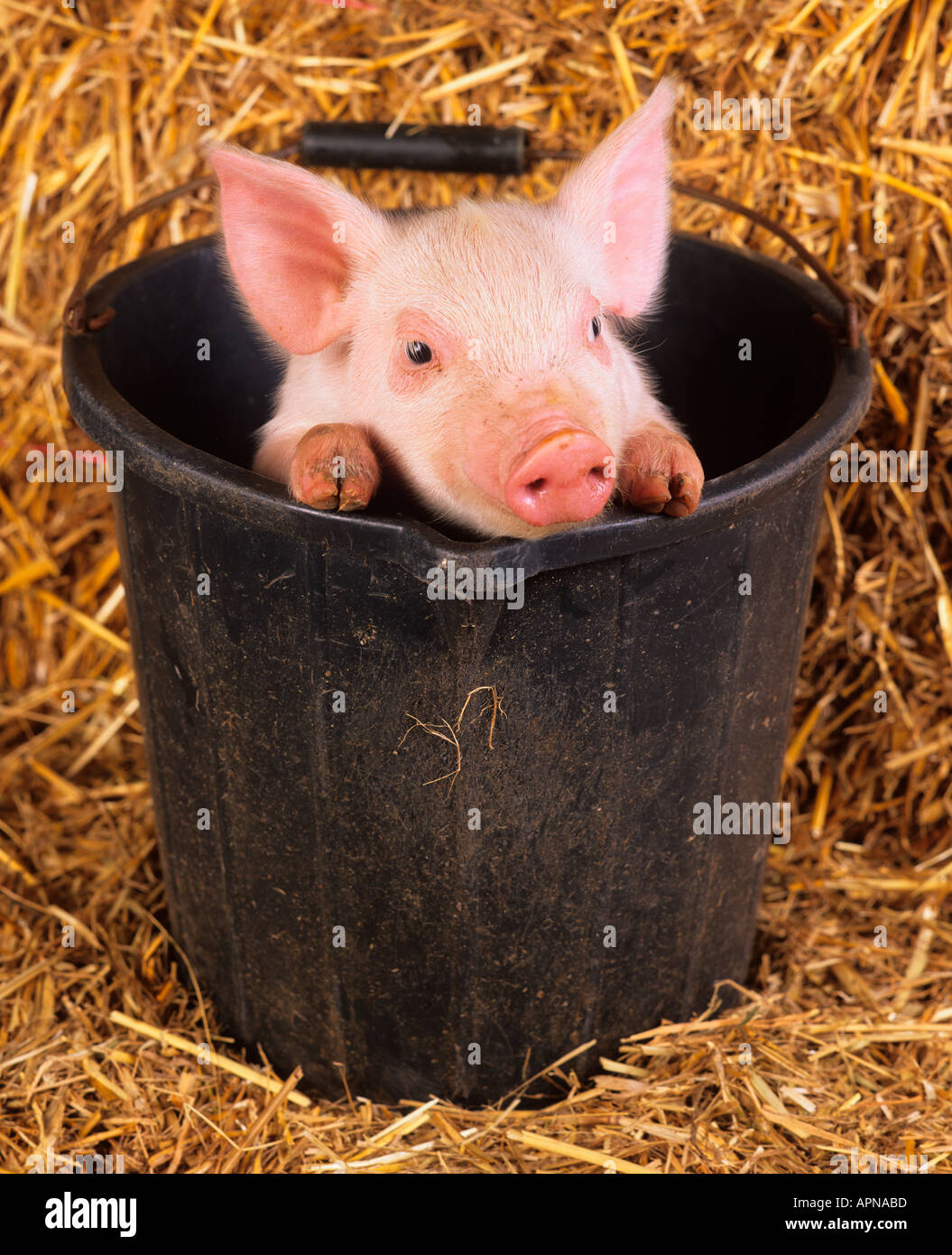 Multi purpose bucket hi-res stock photography and images - Alamy