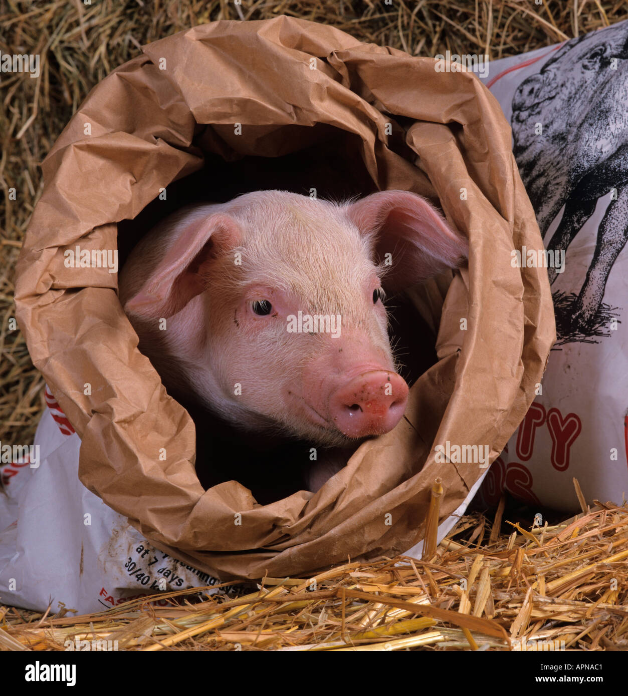 Large White Piglet in Feed Sack Stock Photo - Alamy