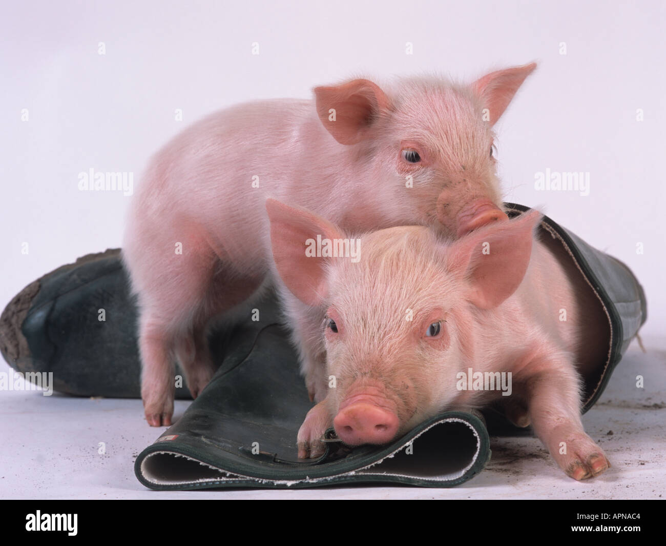 Two large white pigs hi-res stock photography and images - Alamy