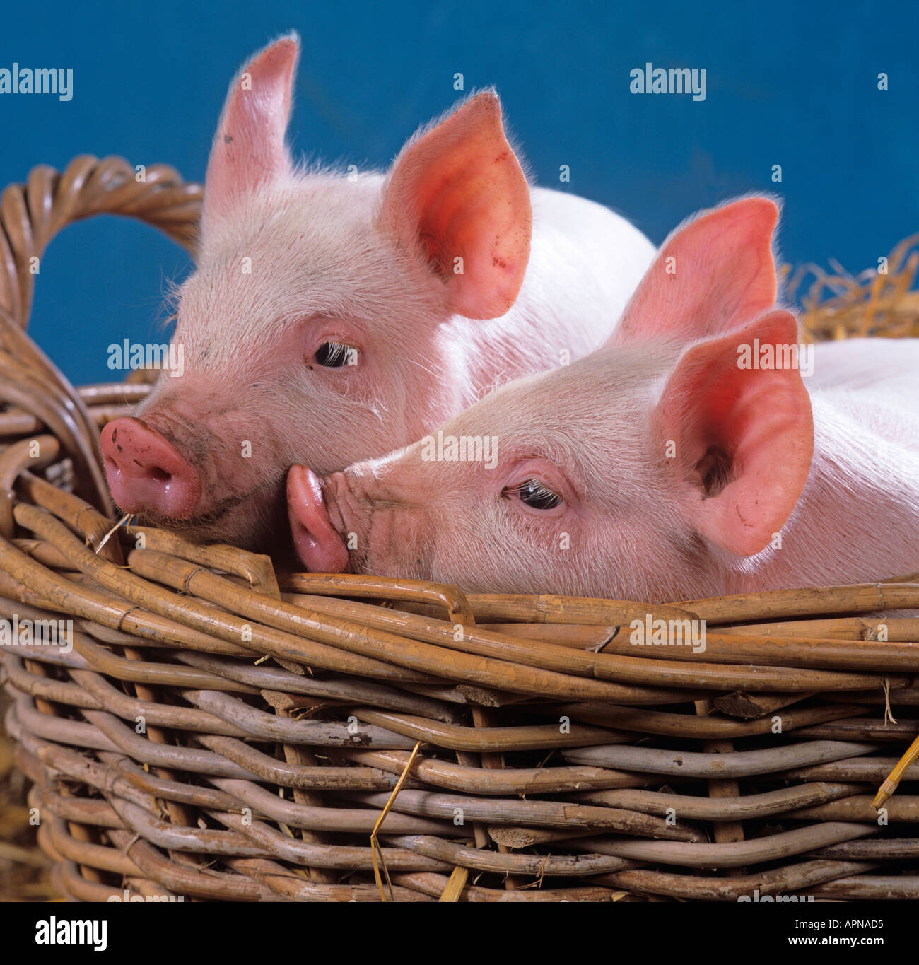 Large White Piglet in Basket Stock Photo - Alamy