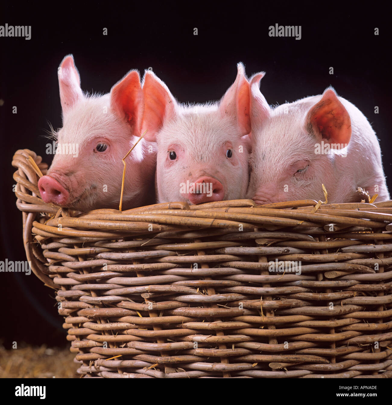 Three Large White Piglets in Basket Stock Photo - Alamy