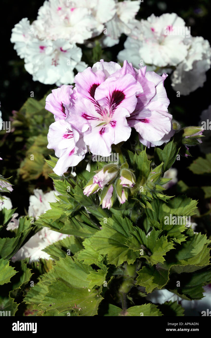 Pelargonium/Geranium-Pelargonium cultivar- Family Geraniaceae Stock ...