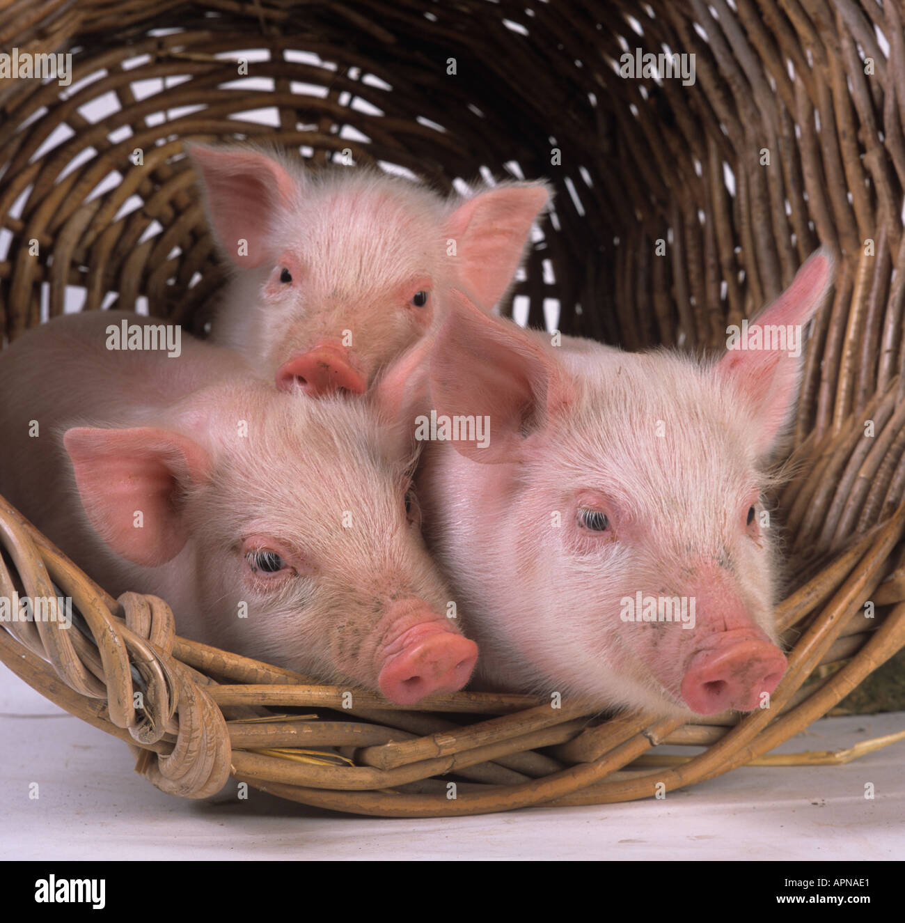 Large White Piglets in Basket Stock Photo - Alamy