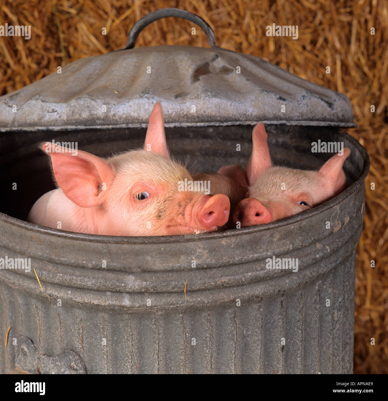 Large White Piglets in Dust Bin Stock Photo - Alamy