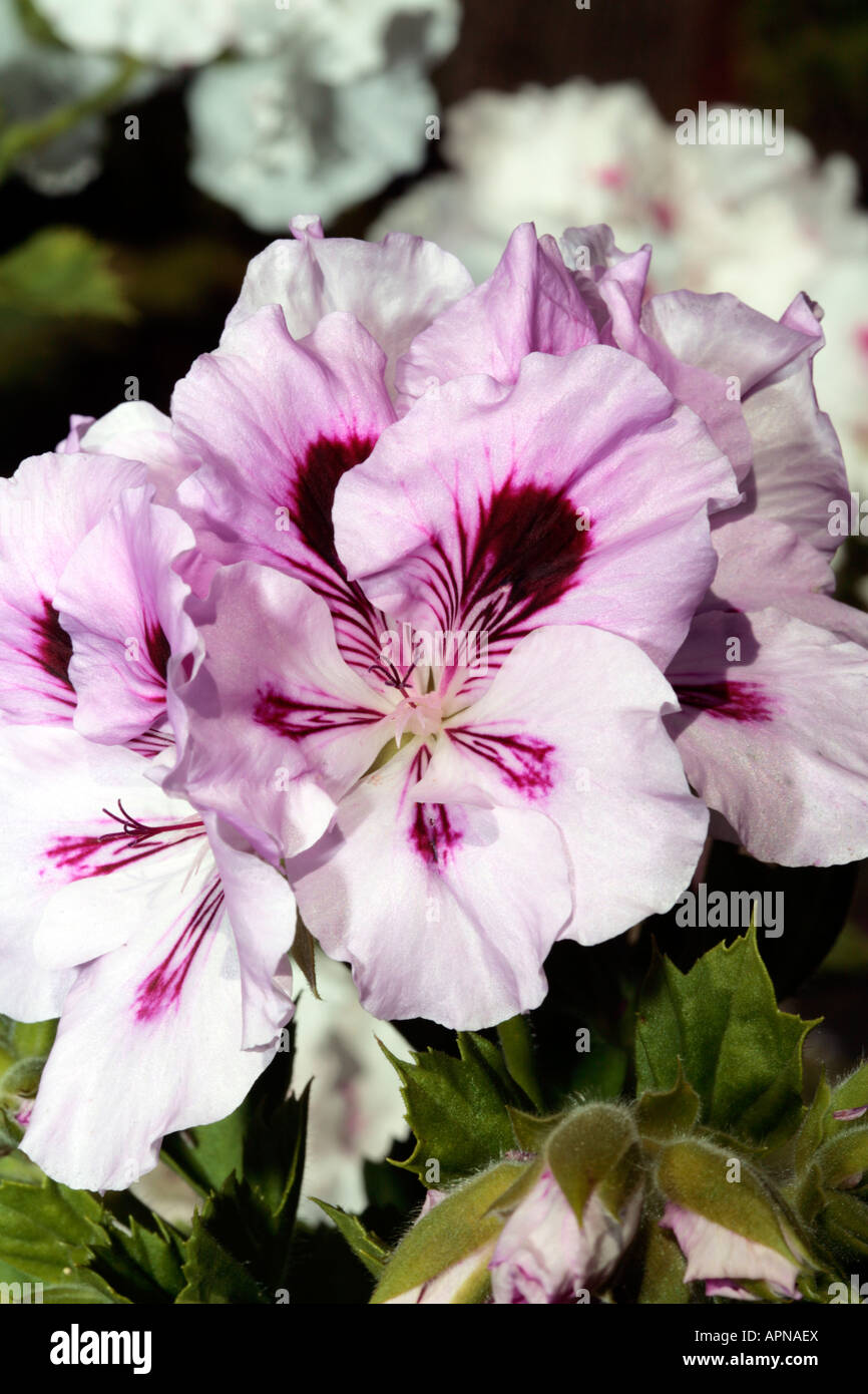 Pelargonium/Geranium-Pelargonium cultivar- Family Geraniaceae Stock ...