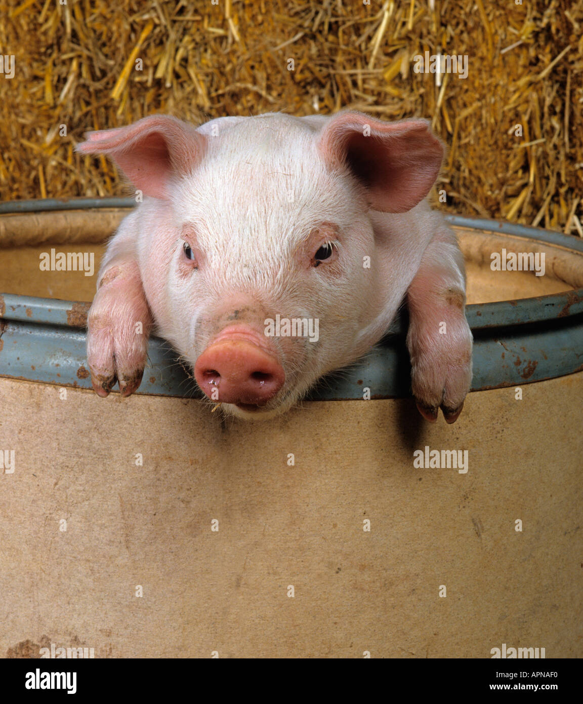 Large White Piglets in Bin Stock Photo - Alamy