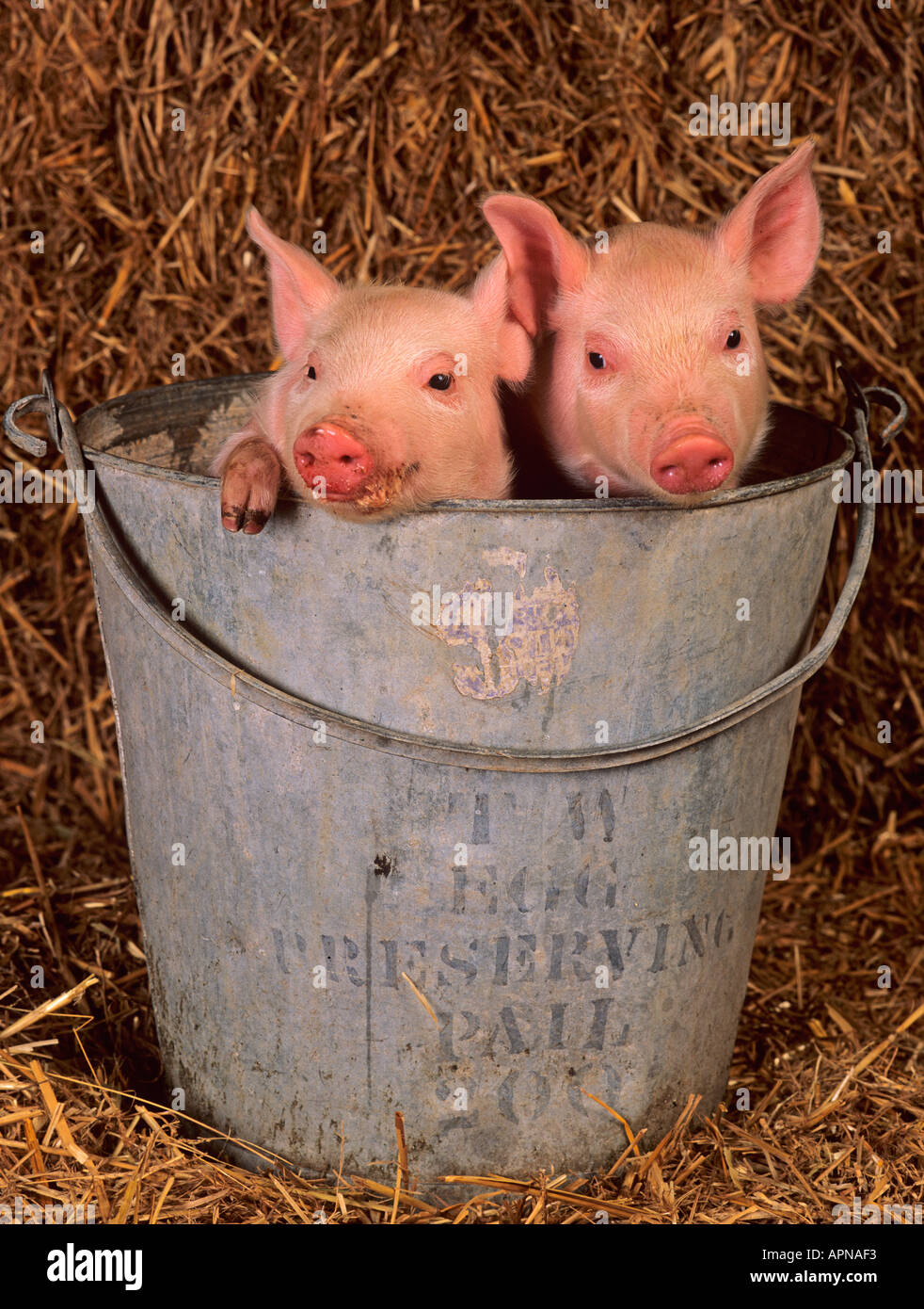 Large White Piglets in Dust Bin Stock Photo - Alamy