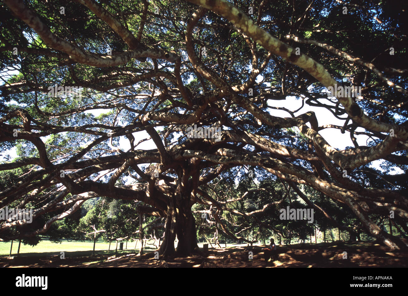 SRI LANKA The spreading branches of a giant Javan fig tree at ...