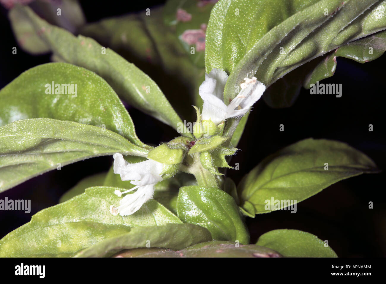 Basil Flowers- Ocimum basilicum- Family Labiatae Stock Photo - Alamy
