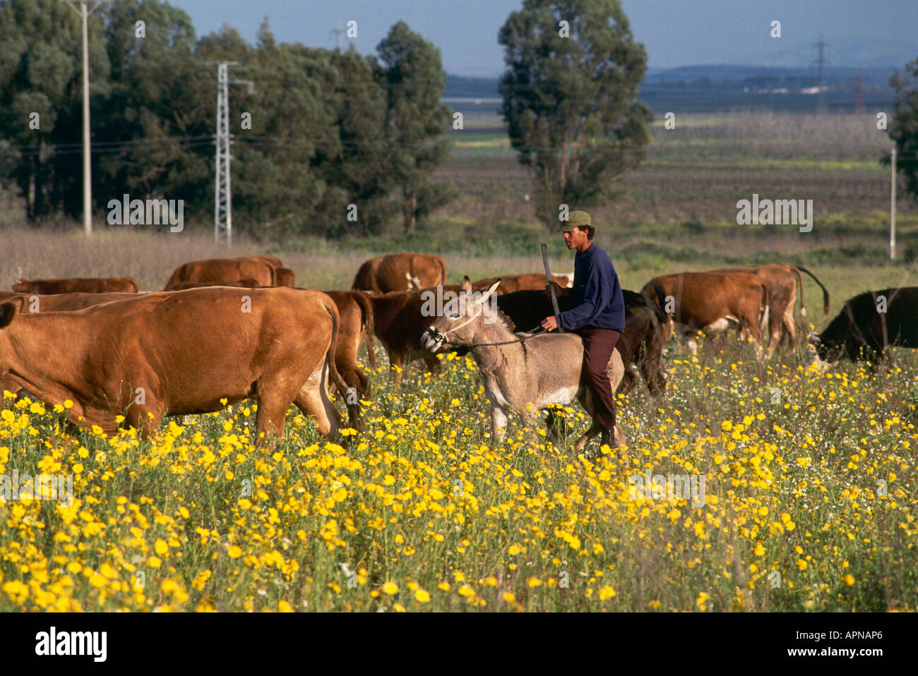 A man mounted on a donkey herding beef cattle in the productive kibbutz ...