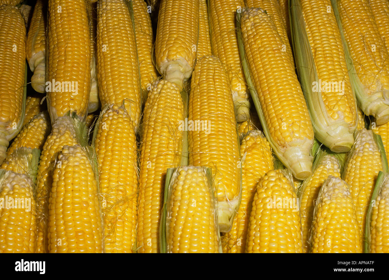 Detail of a display of fresh sweet corn on a stall in the Mahane Yehuda ...