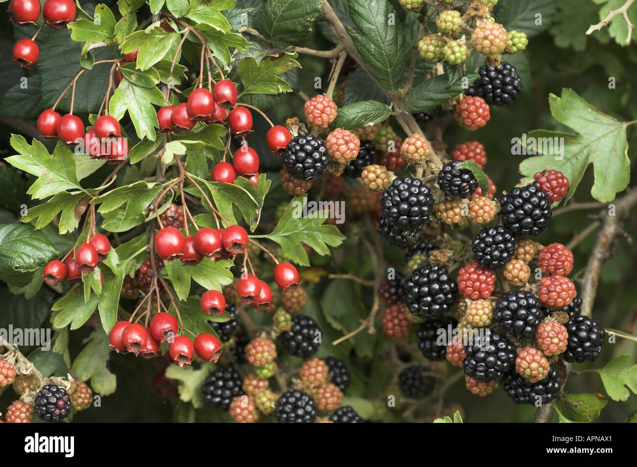 Bramble Blackberries rubus fruticosus agg and Hawthorn berries crategus ...