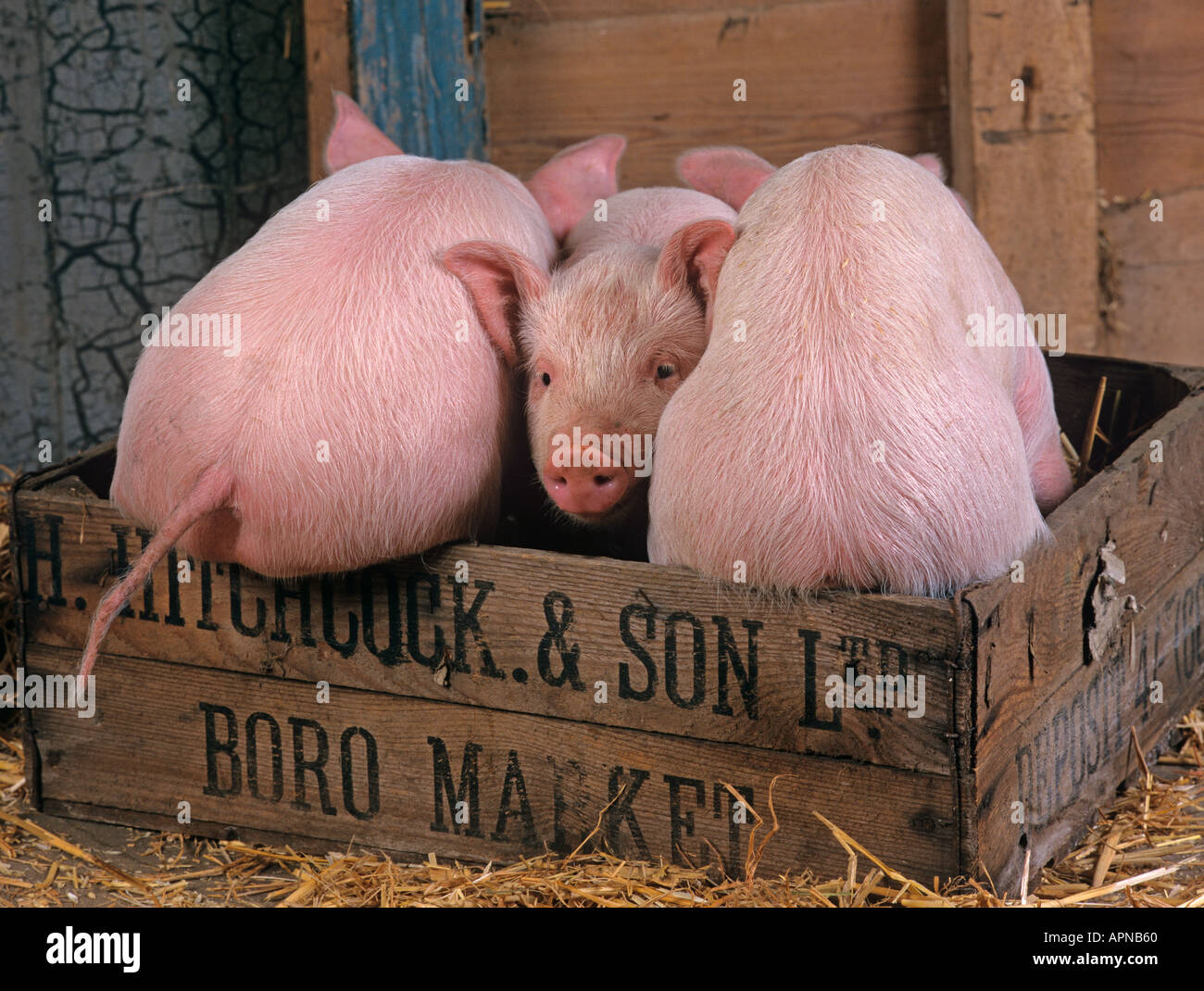 Three Large White Piglets in a Box Stock Photo - Alamy