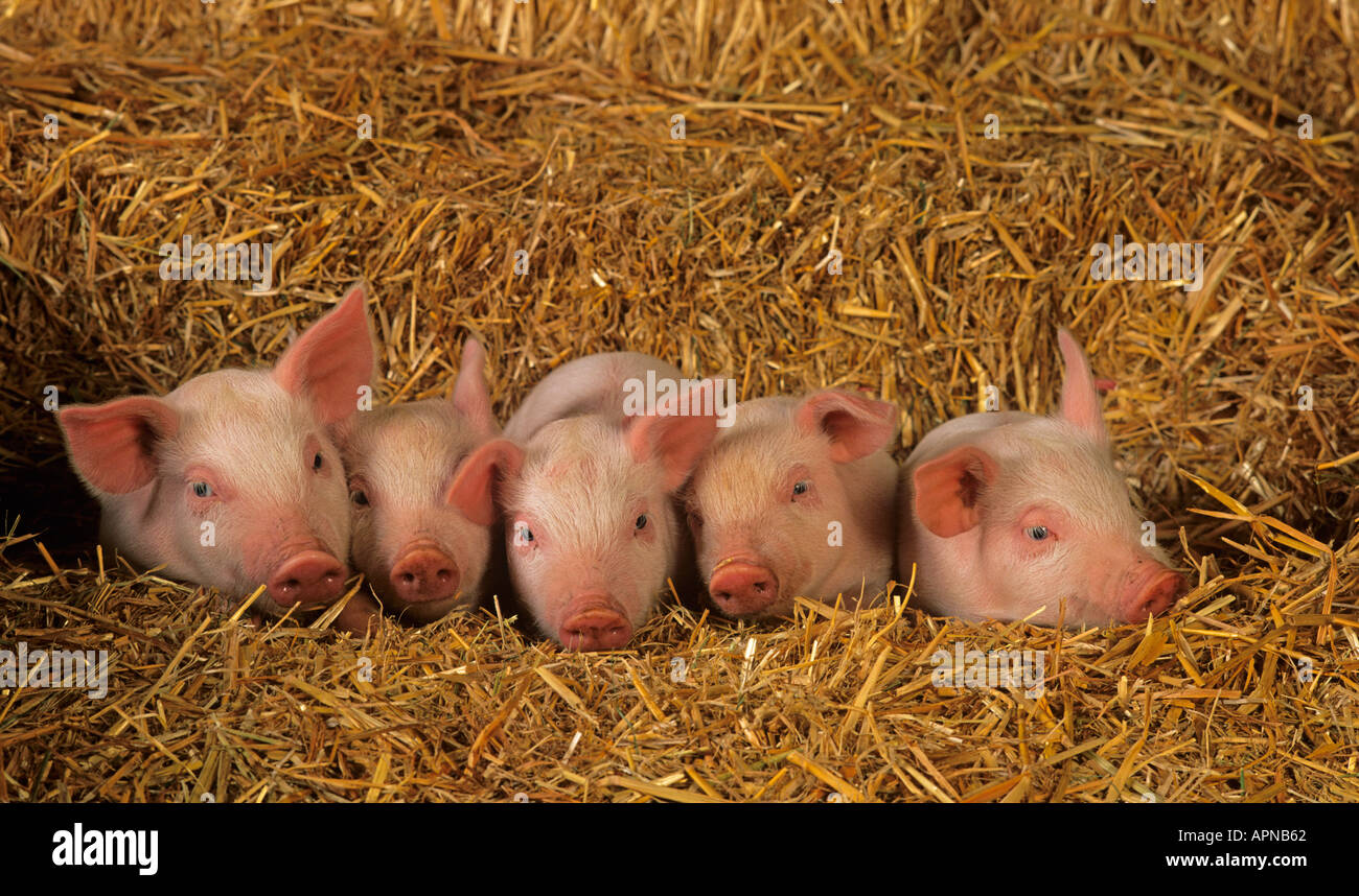 A litter of Large white hybrid Piglets on Buckinghamshire small holding ...