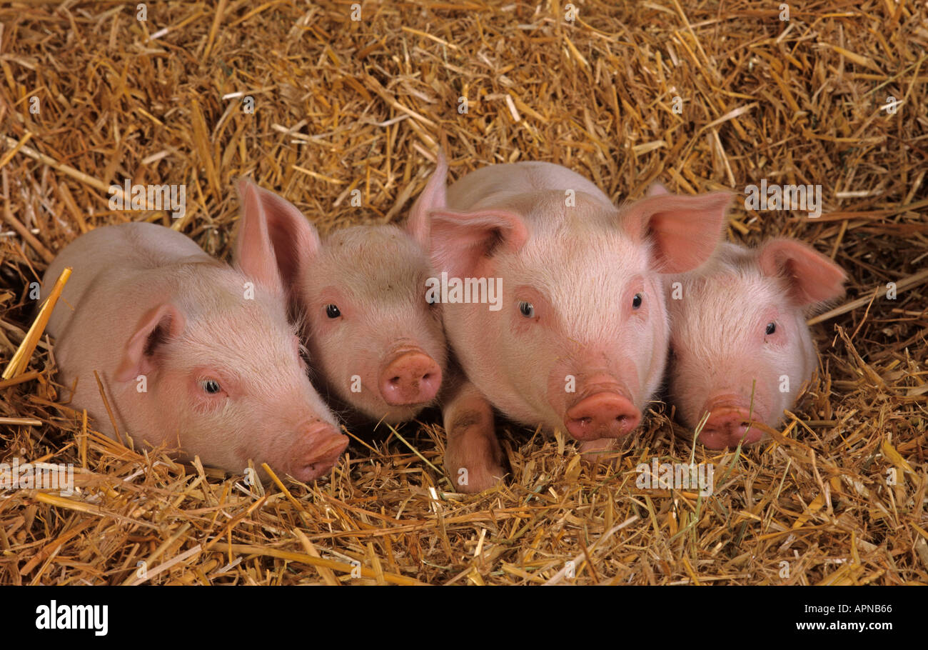 Large White Piglets in a Row Stock Photo - Alamy