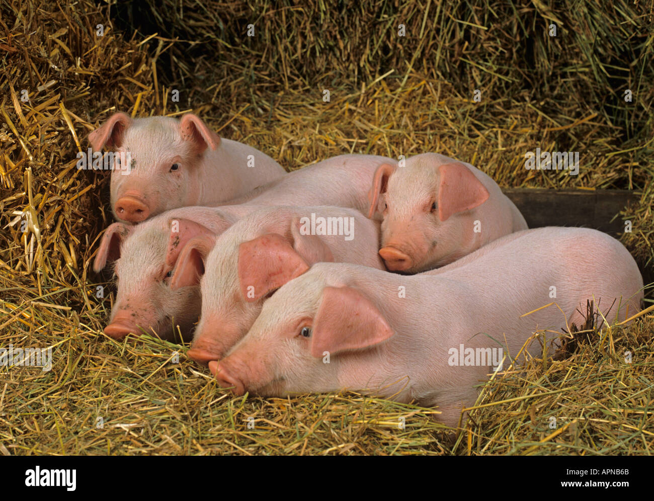 A litter of Large white hybrid Piglets on Buckinghamshire small holding ...